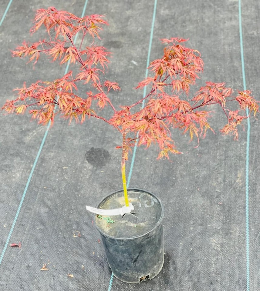 Acer palmatum 'Scarlet Princess' (Scarlet Princess Japanese Maple) | eBay