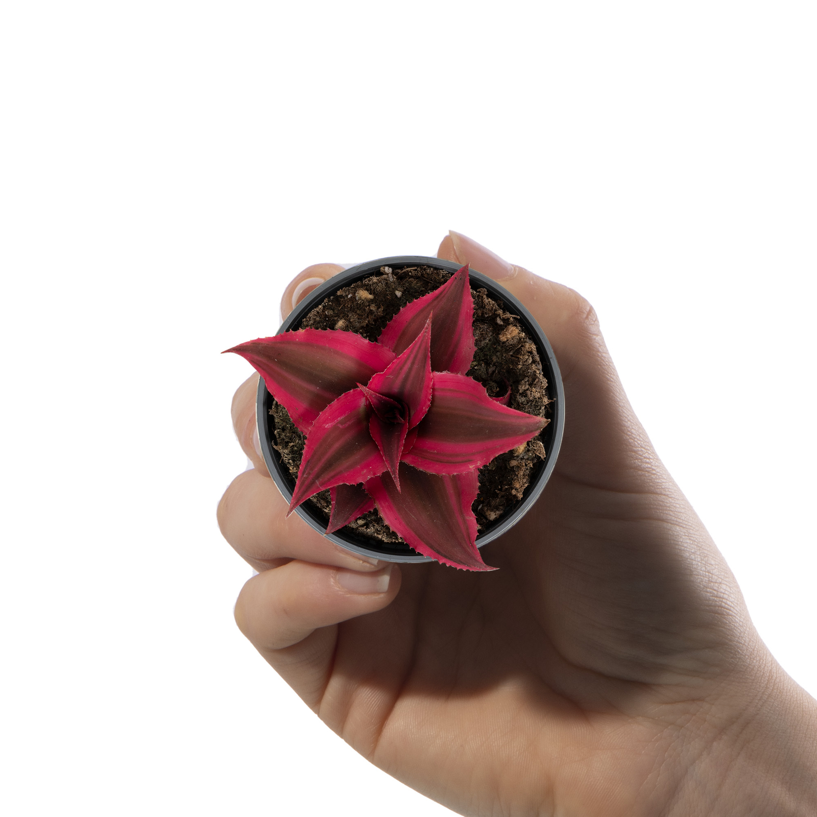 Baby Earth Star Cryptanthus Ruby Star Small Indoor House Plant in 6cm ...