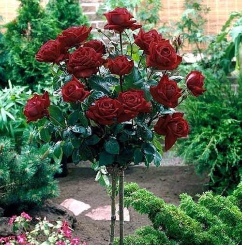 Black Baccara Rose Bush