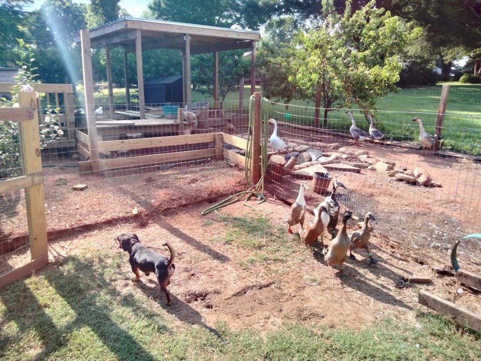 ***NEW*** 3+ FERTILE INDIAN RUNNER DUCK HATCHING EGGS, LAYED DAILY GOOD ...