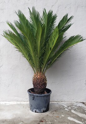 King Sago Palm Live Bare Root Plant Cycad Revoluta Large 8-10" Trunk No ...