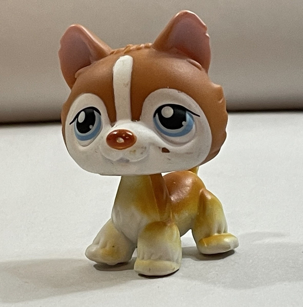 Brown And White Husky Puppy Blue Eyes