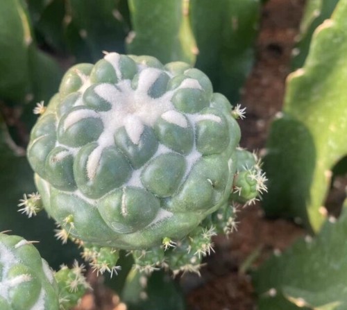 Cactus Succulent Plant coryphantha elephantidens inermis cacti 5-7cm ...