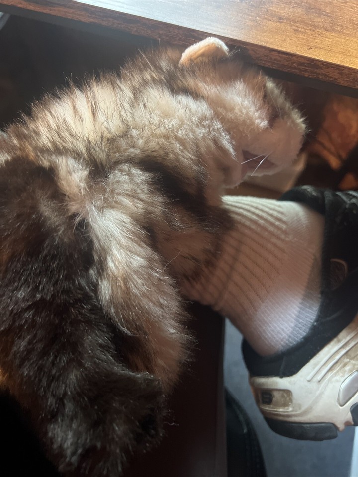 Folkmanis Ferret Plush Realistic Full Body 2 Hand Puppet 25" Head to ...