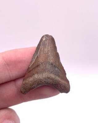 Unique River Worn Shark Tooth Fossil Angustiden from the Cooper River ...