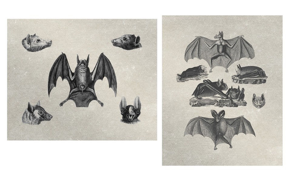 Gothic Wall Decor 6 (8x10) Bat Prints Whimsigothic Goth Gifts Pagan ...