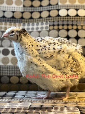 36 Jumbo Coturnix Quail Hatching Eggs mix: Pearl, Italian, Texas A&M ...