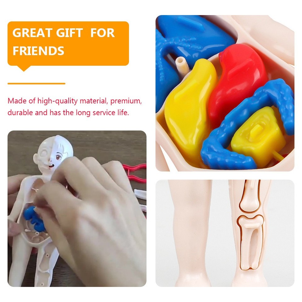 Human Anatomy for Kids Torso Model with Removable Organs Cartoon | eBay UK