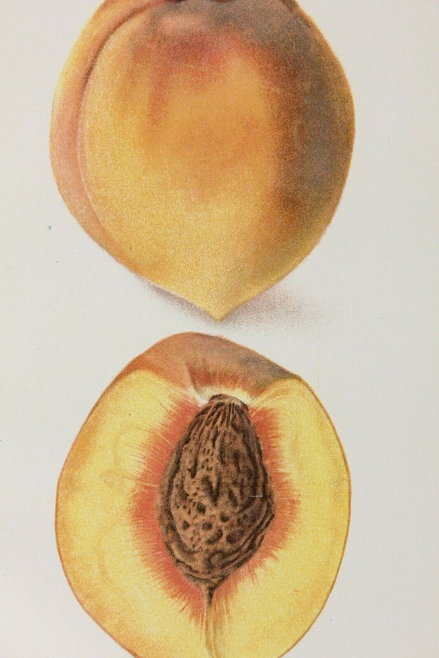 Antique Chromolithograph Print Augbert Peach Kitchen Decor Fruit Art ...