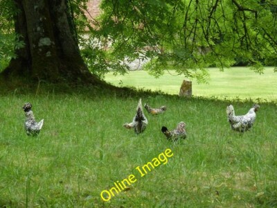Photo 6x4 Chickens in a field opposite St Swithun, Combe Combe/SU3760 ...