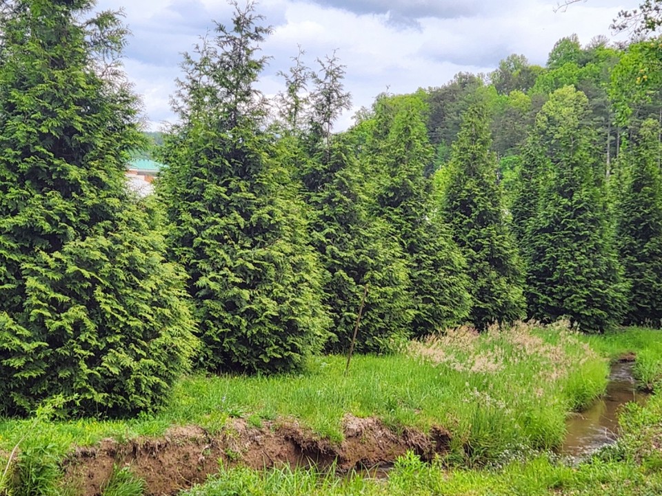 20 Green Giant Arborvitae - Thuja plicata x standishii - Starter Plugs ...