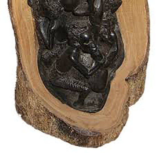 Diospyros ebenum, Ceylon Ebony, Indian Ebony Tree - 5 Sementes | eBay