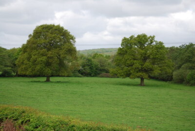 Photo 6x4 Two trees from the A264 Faygate c2009 | eBay UK