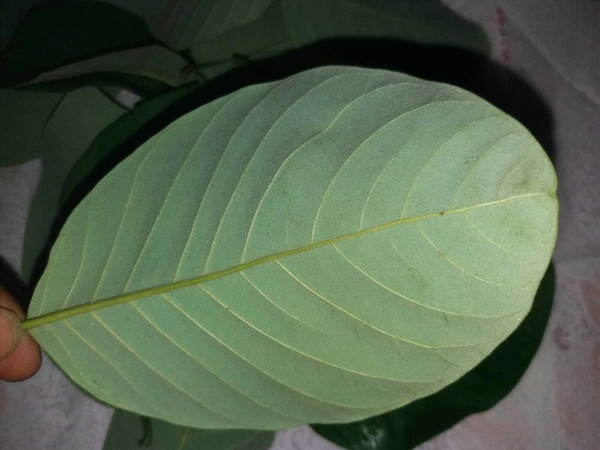 Annona Reticulata Leaves