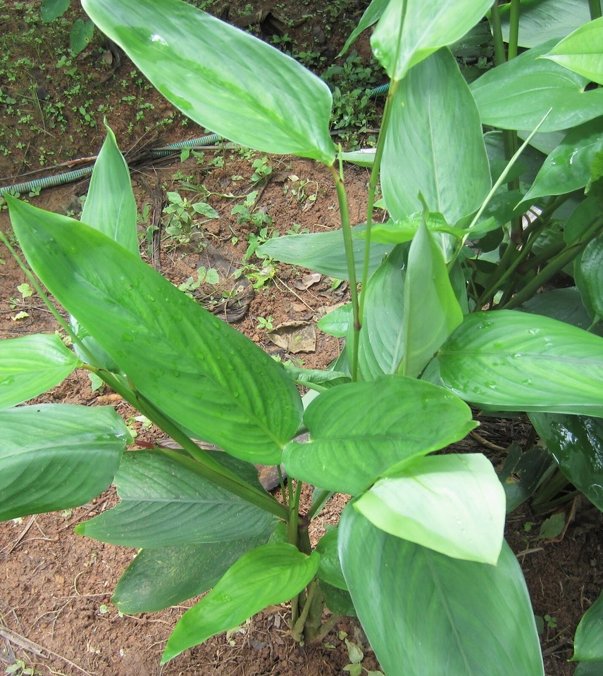 Dried Arrowroot 50g Sri Lanka 100% Natural Maranta arundinacea FREE ...