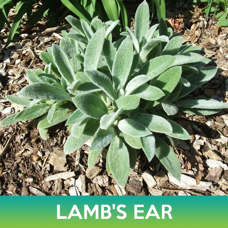 Lamb's Ear Seeds, Stachys Byzantina | eBay