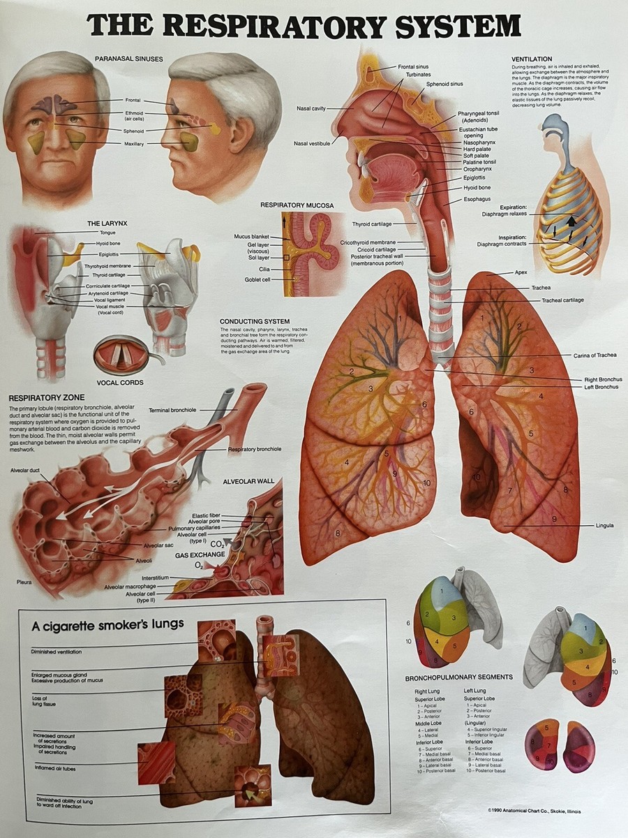 Respiratory System Anatomy Poster Lung Anatomical Chart The Lungs