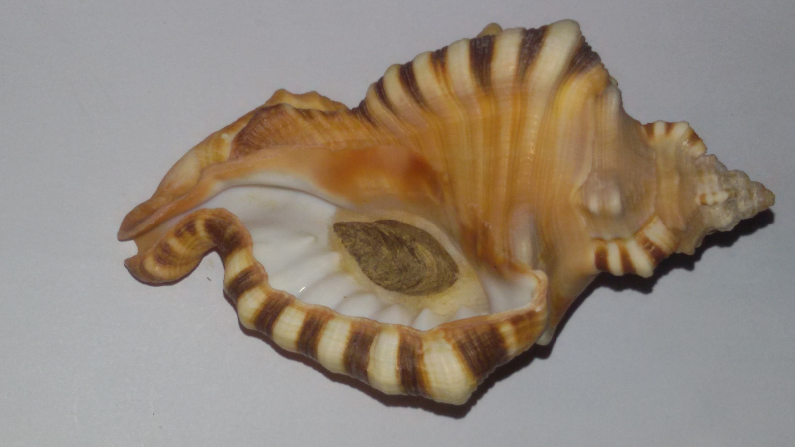 Shell Cymatium LOTORIA PERRYI Shell with Cover mm 110 India | eBay