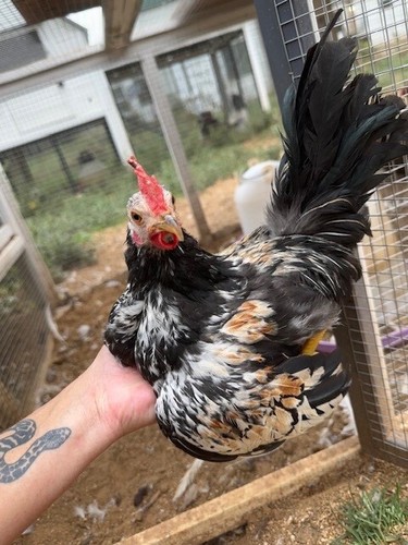 6+ Serama Chicken Hatching Eggs | eBay