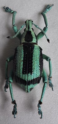 Eupholus sp , (West Papua) (Indonesia ) Insect ,A1 Condition | eBay