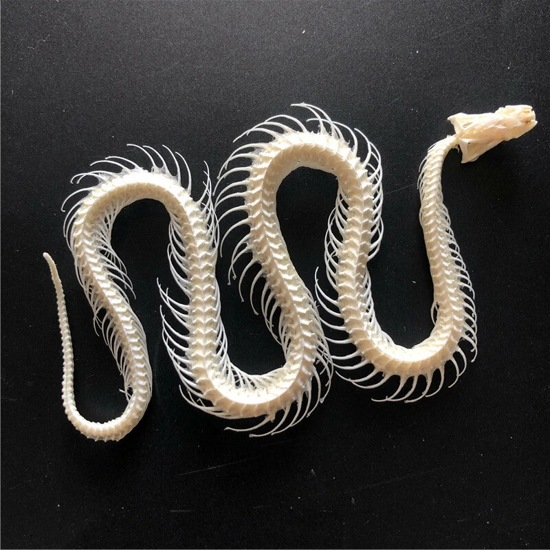 Snake Skeleton Anatomy