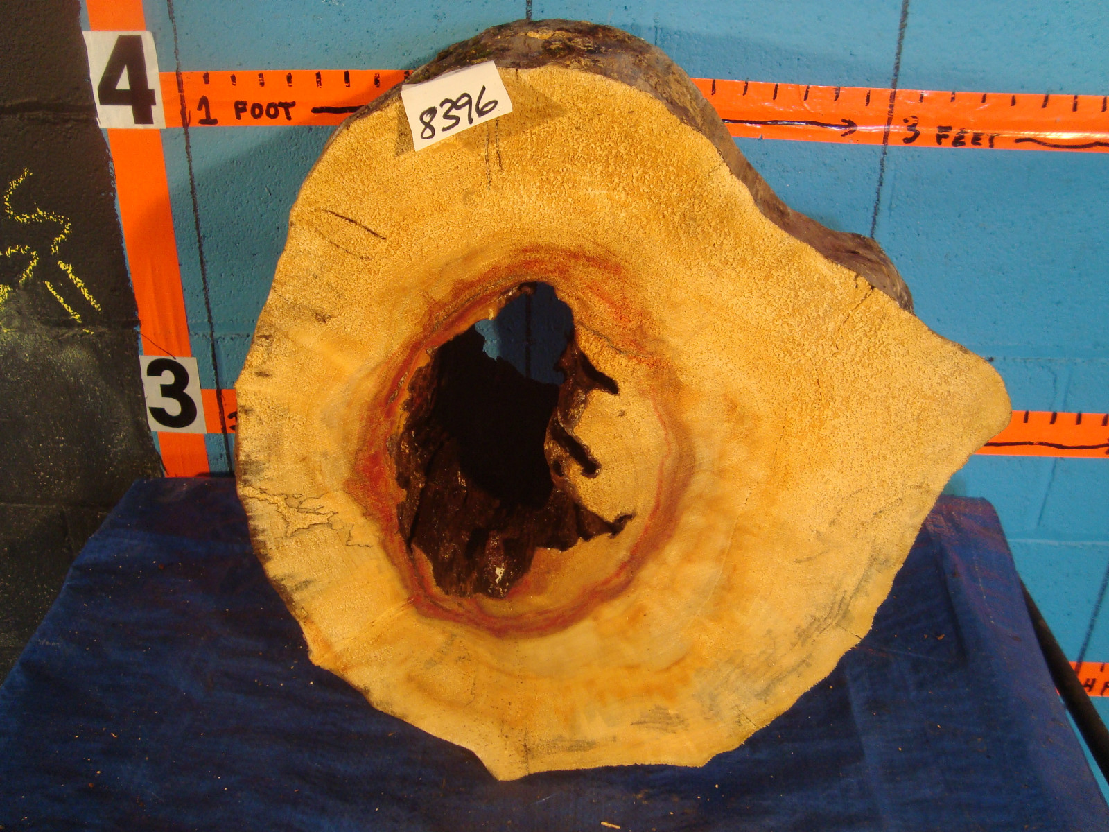 #8396 flaming red box elder live edge log slice wedding 18"L 15 1/2"W10 ...