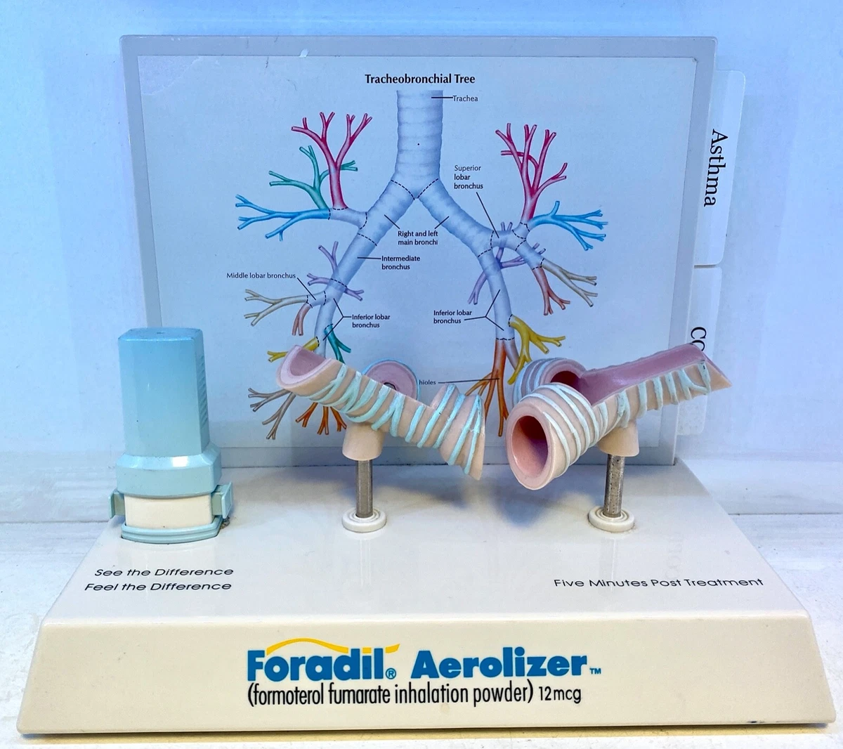 Bronchial Tree Model
