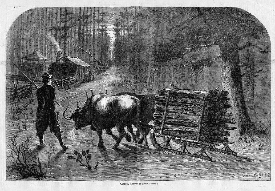 OXEN PULLING HAULING LUMBER TIMBER ON SLEIGH BY EDWIN FORBES OXEN YOLK ...