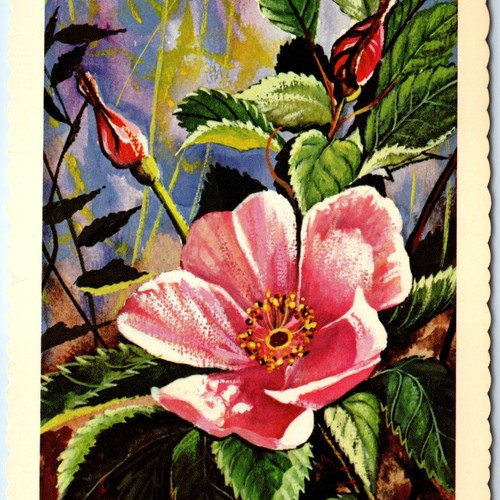 1966 ND North Dakota Flower Wild Prairie Rose Pink Ken Haag Painting ...