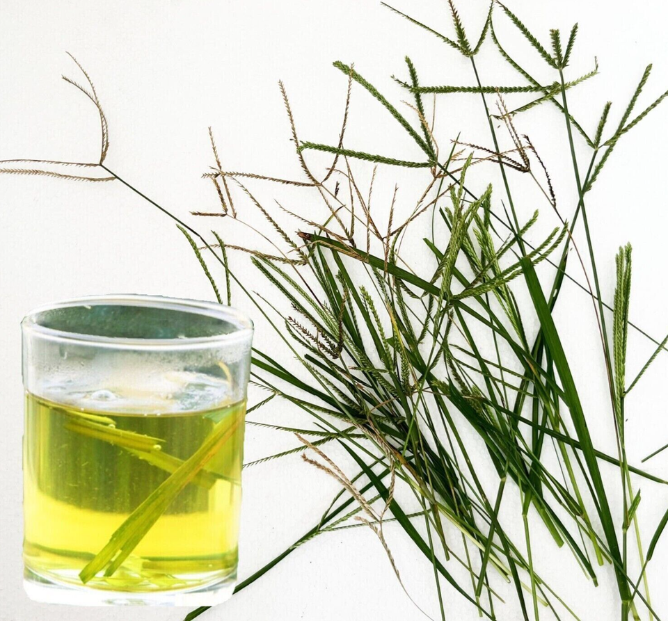 Ayurvedic Dry Paragis Plant 2oz Eleusine Indica Goosegrass Family ...