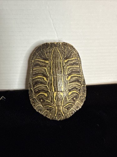Pond Turtle Shell 6 x4“, Red Eared Slider? Real Turtle Shell Wall ...