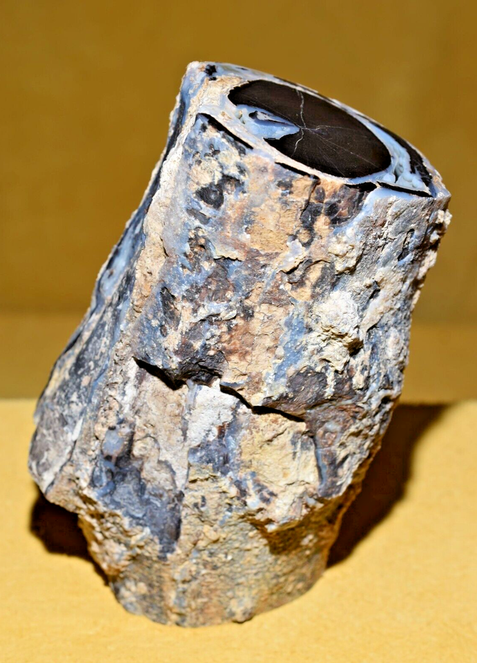 Two Faces Polished Petrified Agatized Wood Tree Trunk W Branch 3Lbs ...