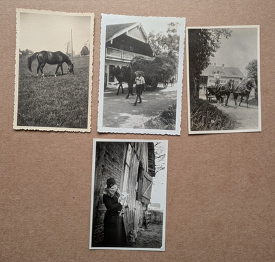 4 OLD PHOTO FARMING WORK HORSE LAMB FARM ANIMAL SOCIAL HISTORY 1930S NG ...