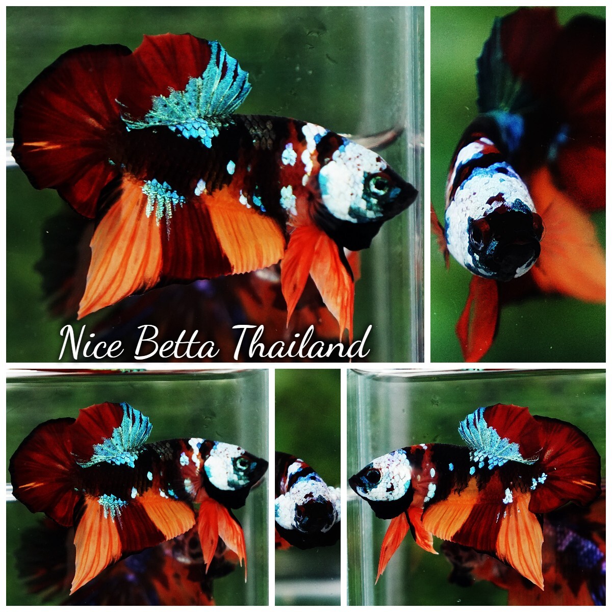 Samurai Really Pretty Fish Alien Samurai Betta Rare Exotic Betta