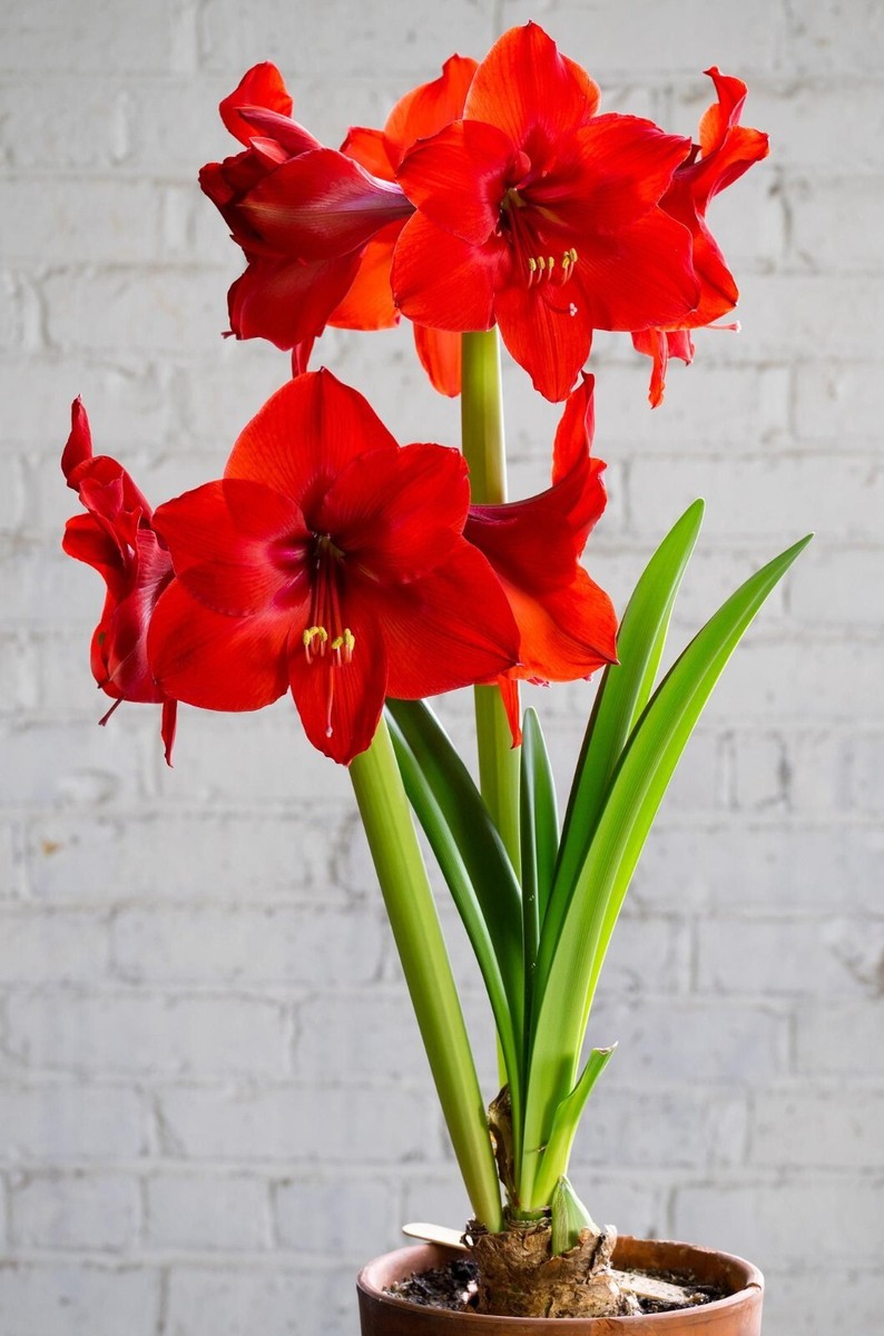 Red Flowering Plant From Bulb