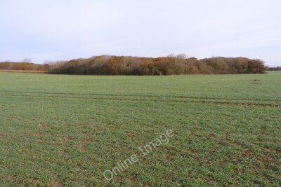 Photo 6x4 Copse at Vidle Van Farm Keyhaven This copse, clearly shown on ...