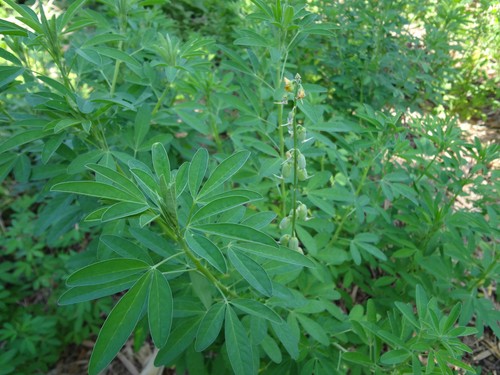 Mexican Chipilin Chepil, RARE Mayan HEIRLOOM Vegetable C. longirostrata ...