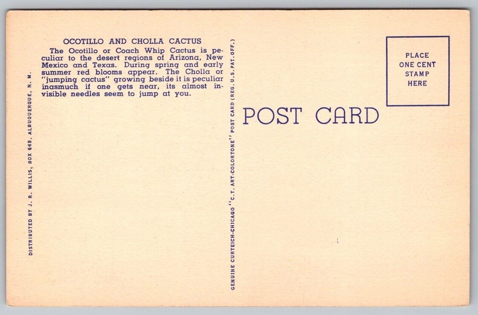Ocotillo Cholla Cactus Coach Whip Desert Region Rock Formation Vintage ...