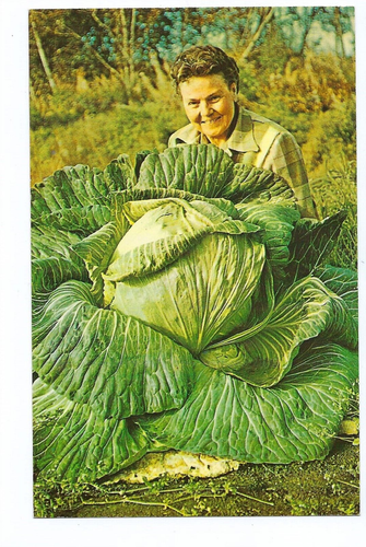 Giant Cabbage Alaska Postcard, Palmer, Matanuska Valley, Unposted ...
