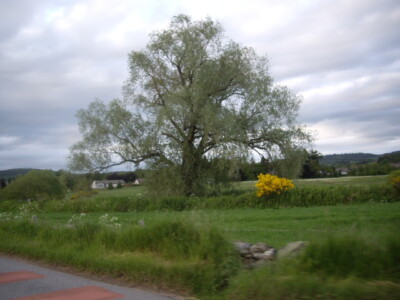 Photo 6x4 Tree by Beltie Burn in June Torphins South of Torphins. c2009 ...