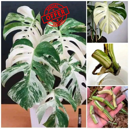 5+ Monstera Albo Tiger Variegated Rooted Cutting – Rare Aroid Plant ...