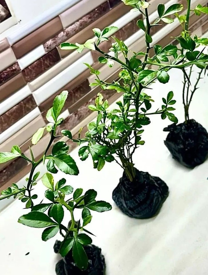 8" Inch Hardy Orange Trees Fully Rooted - Ready to Plant - Cold-Hardy ...