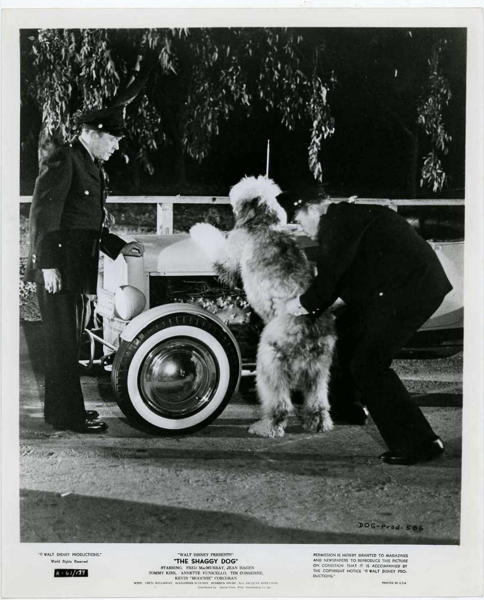 The Shaggy Dog 1959 Walt Disney The Shaggy Dog By Charles Spain Verral