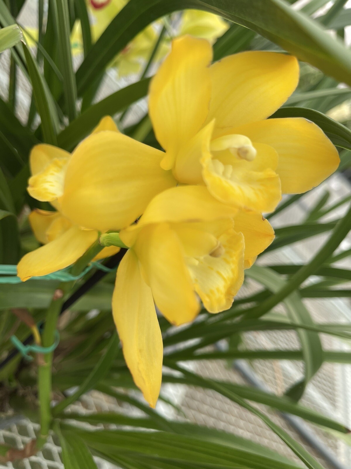 Cymbidium orchid care >> Orchids-care.info