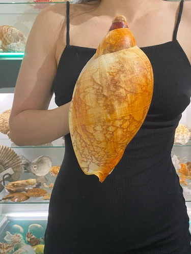 The Most Valuable Seashells (Rarest Sold For $8,000+) - VIP Art Fair