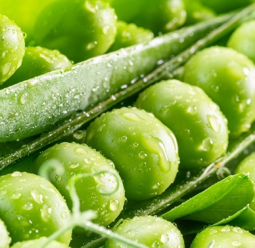 Mammoth Melting Sugar Pod Snow Pea | Non-GMO | Heirloom | Fresh ...