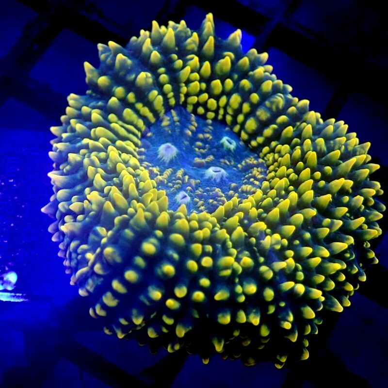 Yellow Symphyllia Coral Small 1.5" WYSIWYG - Indigo Corals - IC 3852 ...