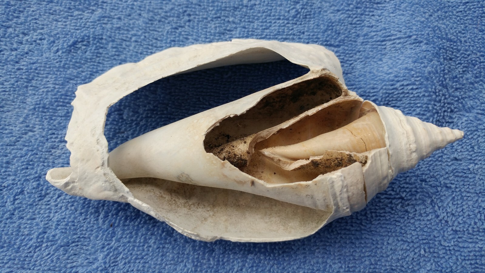 Large Rare FOSSIL CONCH SHELL from FLORIDA - Strombus leidyi | eBay