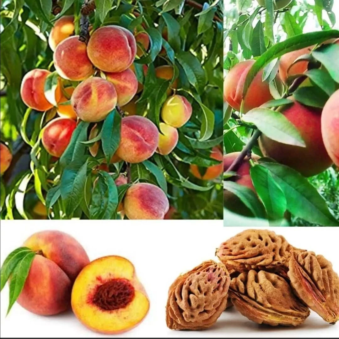 Prunus Persica Seed