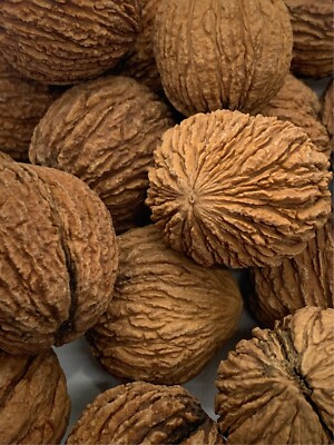 Black Walnuts In-Shell (3 Pounds) Wild Foraged | eBay